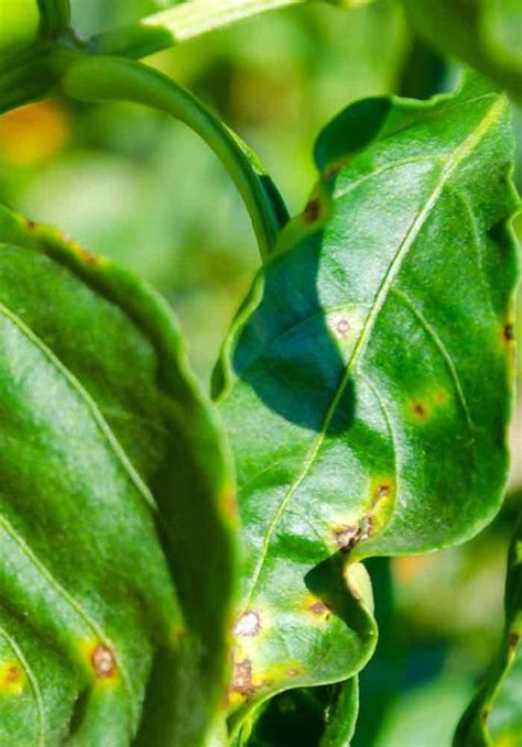 Dr Kuldeep Yogi On Linkedin Gieje2n