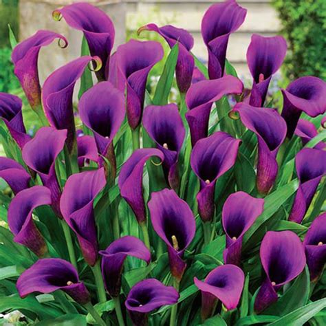 The Symbolization Behind Calla Lily Colors Calla Lily