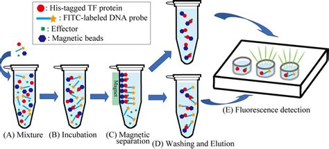 Magnetic Bead Assay For The Detection Of Promoter Dna And Transcription