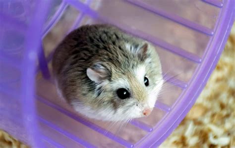 The Roborovski Hamster Hamster Et Compagnie