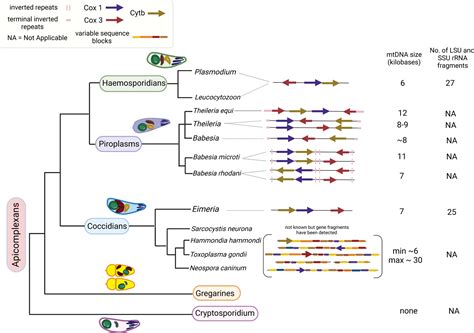 Unique Properties Of Apicomplexan Mitochondria Pmc