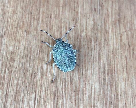 Turtle Shelled Bug What Is It Entomology