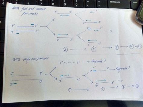 RAPD Close Proximity Of Primers
