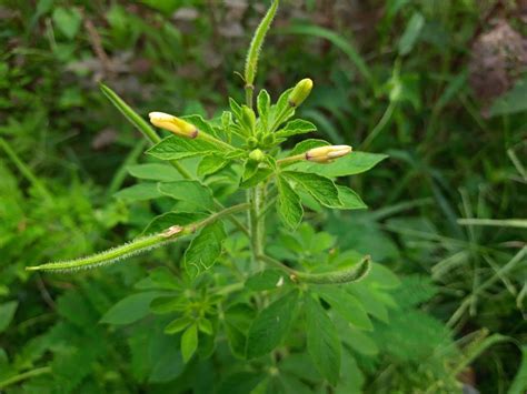 Tickweed 513