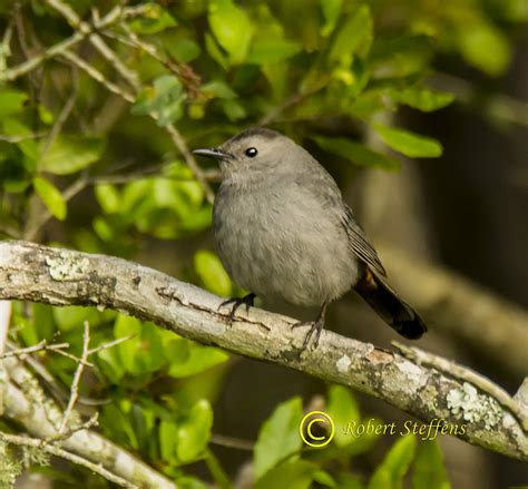 Gray Catbird Birdforum