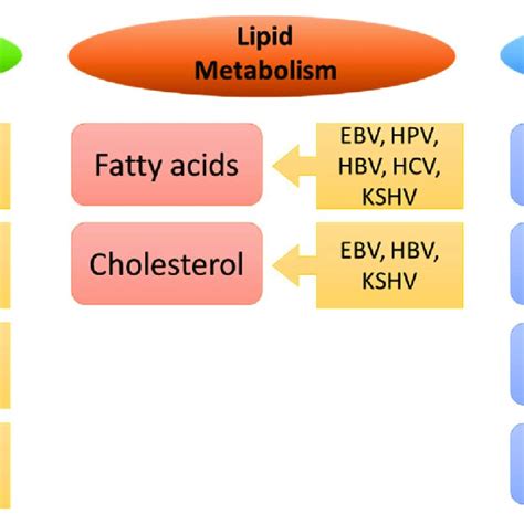 Reprogramming Of Cell Metabolism In Cancer Metabolic Pathways
