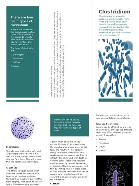 Clostridium There Are Four Main Types Of Clostridium Pdf Bacteria Medicine
