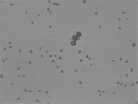 Ces Véhicules Minuscules Sont Conduits Par Quelque Chose Que Vous N
