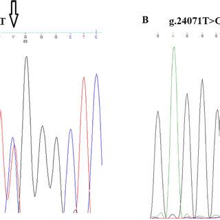 Sequencing Chromatogram Showing The Two New Variants Detected In The Download Scientific