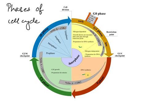 Solved The Cell Cycle Label The Phases Of The Cell Cycle The Cell