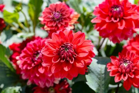 Names Of Red Flowers With Pictures At Jett Quong Blog
