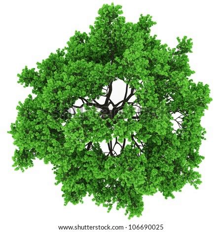 Tree Top View In 100Mpix Trees Top View Tree Photoshop Tree Plan