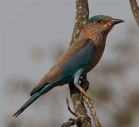 Bird Watching Birding In The Middle East Indian Roller