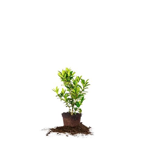Oak Leaf™ Holly Artofit