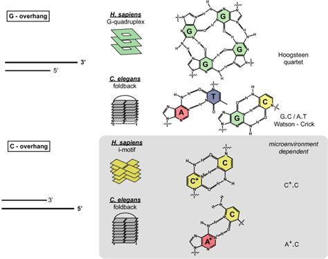 Schematic Representations Of The Structural Differences Of C Elegans