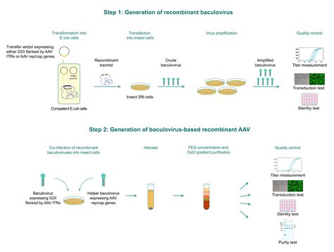Adeno Associated Virus Aav Packaging Services Vectorbuilder