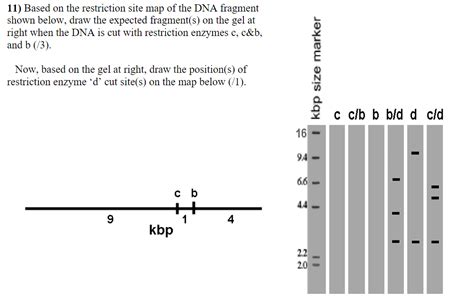 Solved Based On The Restriction Site Map Of The DNA Chegg Com
