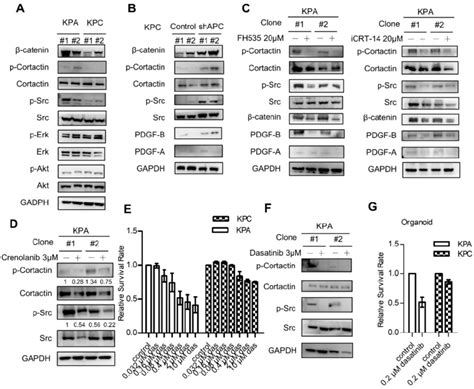 β Catenin Activation Induces Constitutive Activation Of Src Which Could