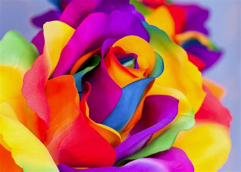 Rainbow Rose Wallpapers Wallpaper Cave