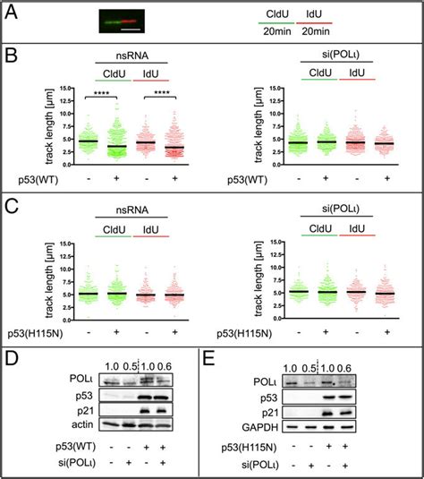 P53 Modulates Nascent Dna Elongation A Dna Fiber Spreading Assay Was