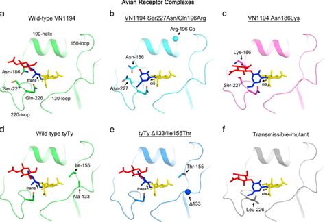 Structures Of The Receptor Binding Sites Of Mutant And Wild Type Has In