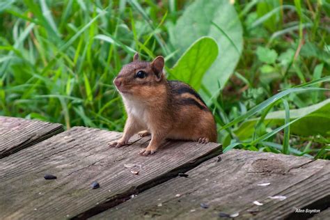Eastern Chipmunk Nc Wildlife