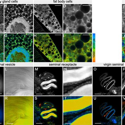Nadph Lifetime Imaging Of D Melanogaster Tissues Nadph Intensity
