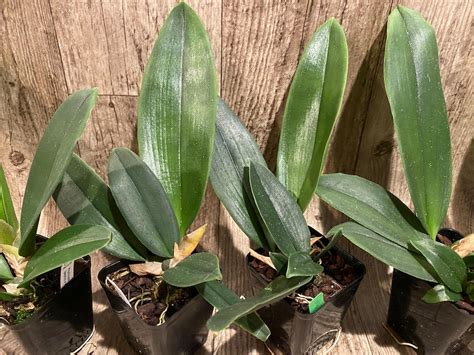 Psychopsis Mariposa Papilio × Kalihi 3 5” Pot Etsy
