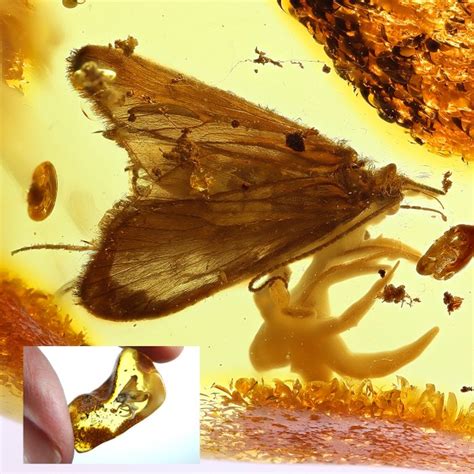 Amber Amber Moth Speder Cool Inclusion With Spider Covered With