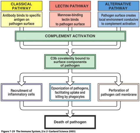 Immuno Complement System Flashcards Quizlet