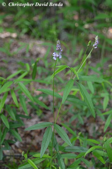 Orbexilum Pedunculatum Illinois Botanizer