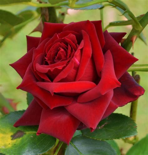 Free Images Nature Photography Flower Petal Floral Love Spring