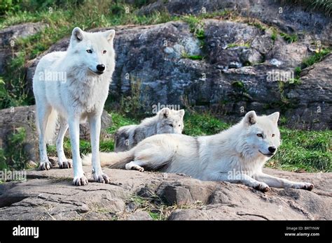 Arctic Wolf Pack In Action