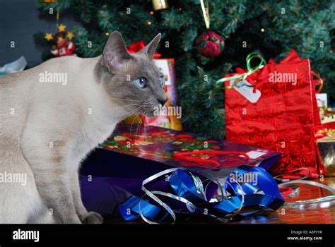 Blue Eyed Siamese Cat Caught In The Act Of Attacking Christmas Presents Under The Tree At Home
