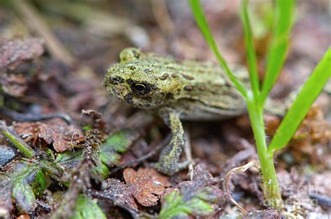 Juvenile Western Toad Photograph By Sharon Talson