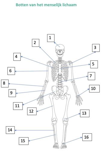 Kaarten Bsm Botten Van Het Menselijk Lichaam Quizlet