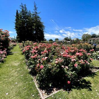 Municipal Rose Garden San Jose Updated June 2024 4337 Photos