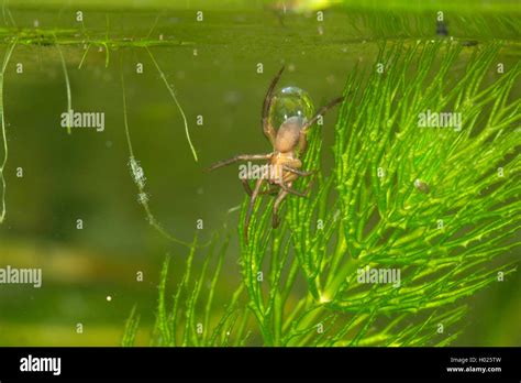Wasserspinne Wasser Spinne Silberspinne Silber Spinne Argyroneta Aquatica Weibchen