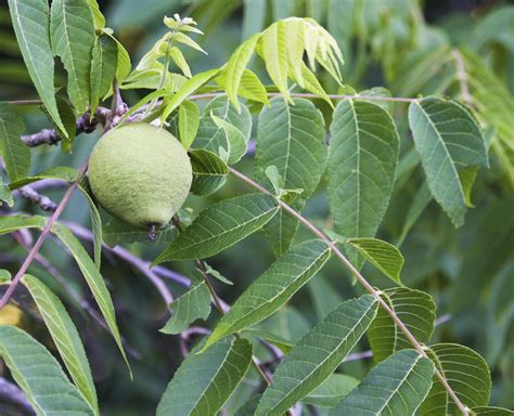 Black Walnut Tree