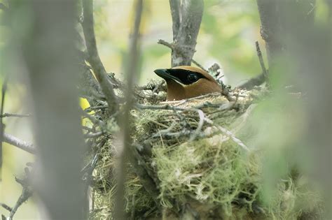 Cedar Waxwing Nesting Research And Innovation