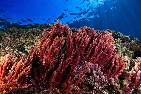 Brown And Green Seaweeds In Ruminant Diets To Reduce Methane All