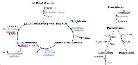Phenylalanine Metabolic Pathways A Schematic Representation Of The
