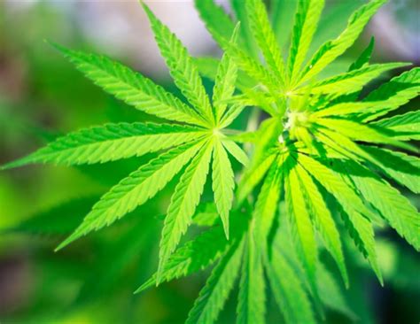 Cannabis Use Linked To Thinning Cerebral Cortex In Adolescents