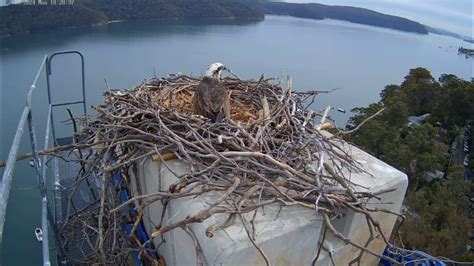 Ashley Roach Live Stream Youtube