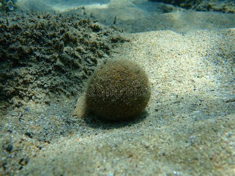 Seagrass Neptune Ball From Neptune Grass Or Mediterranean Tapeweed