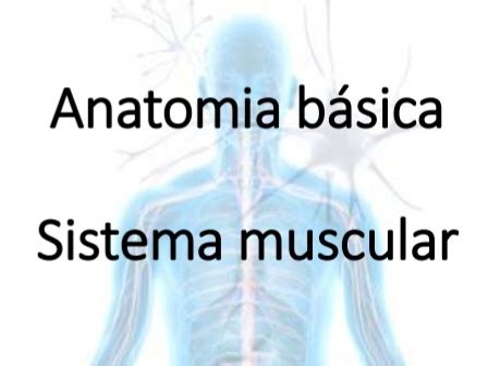 Quiz Sobre Anatomia Do Sistema Muscular Quiz