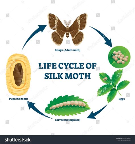 Moth Life Cycle Artofit