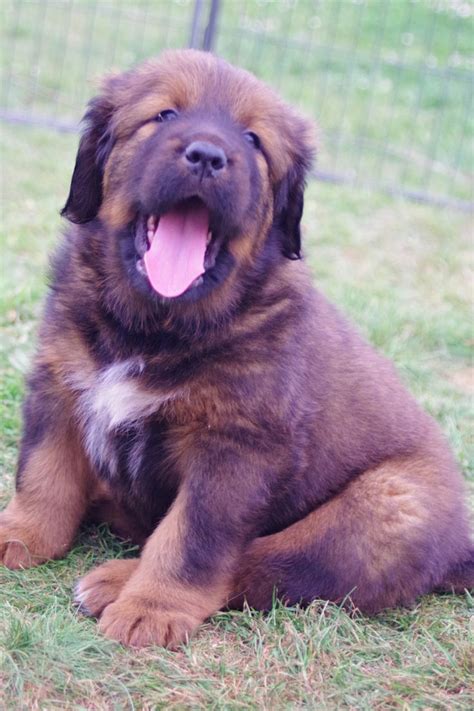 Tibetan Mastiff Goldred Puppy 5 Weeks Old