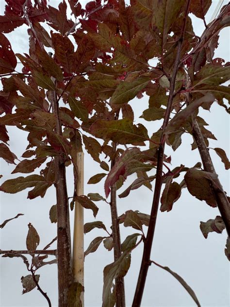 Prunus Dulcis ‘spring Glow Farlow Farm Nursery