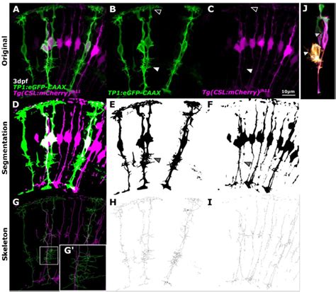 Fig S6 Mg Membrane And Cytosol Segmentation Show Membrane Signals To